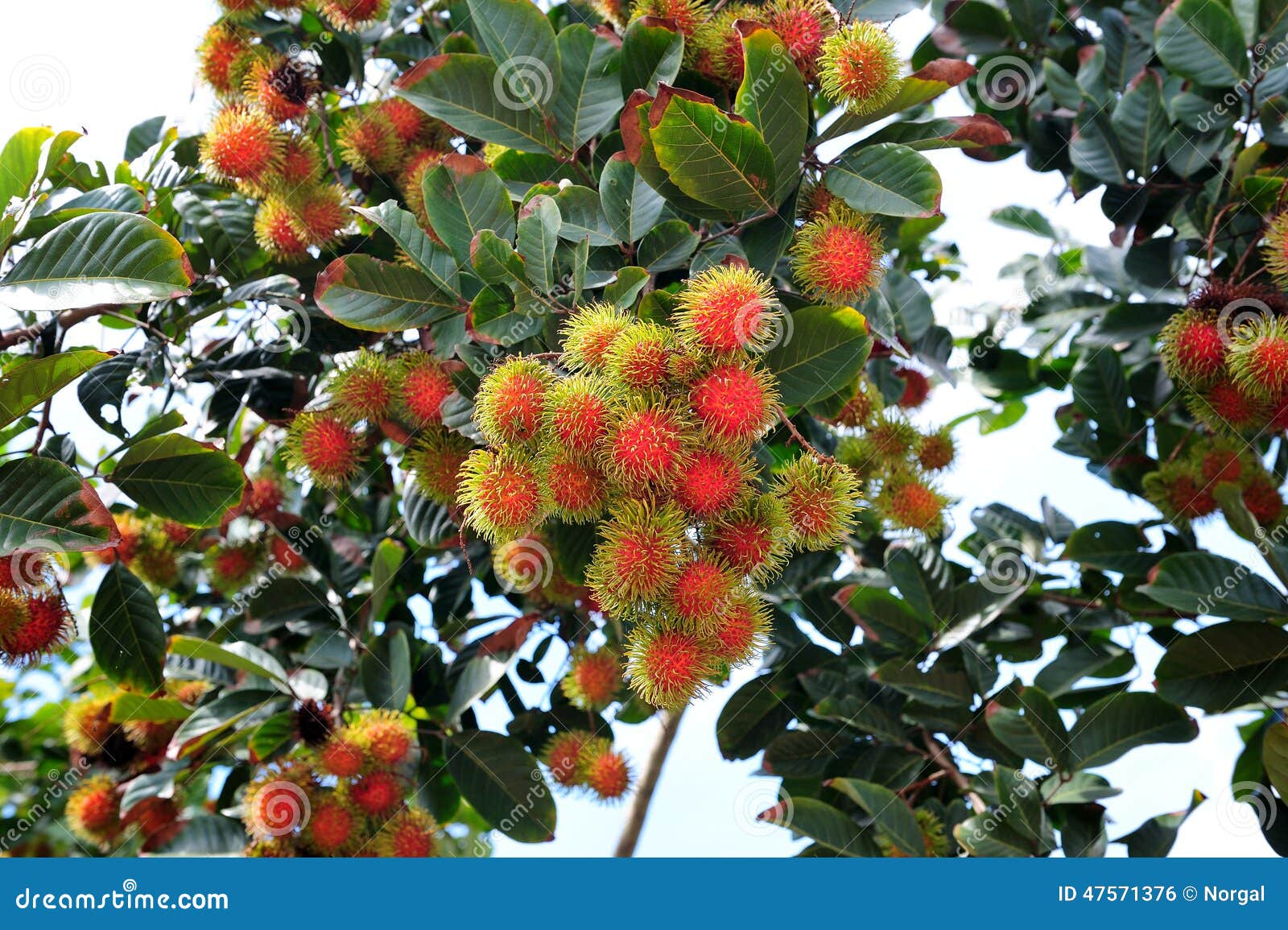 Rambutan on tree stock photo. Image of hairy, delicious - 47571376