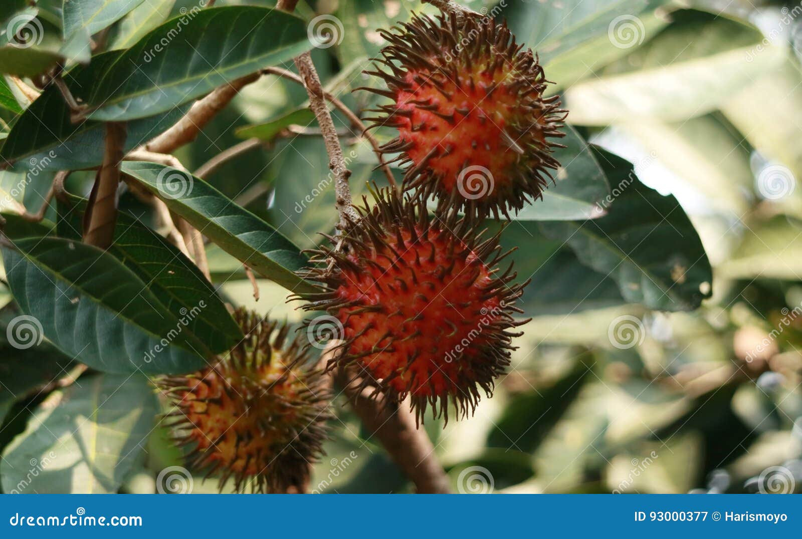 Rambutan Tree stock image. Image of growing, sapindaceae - 93000377