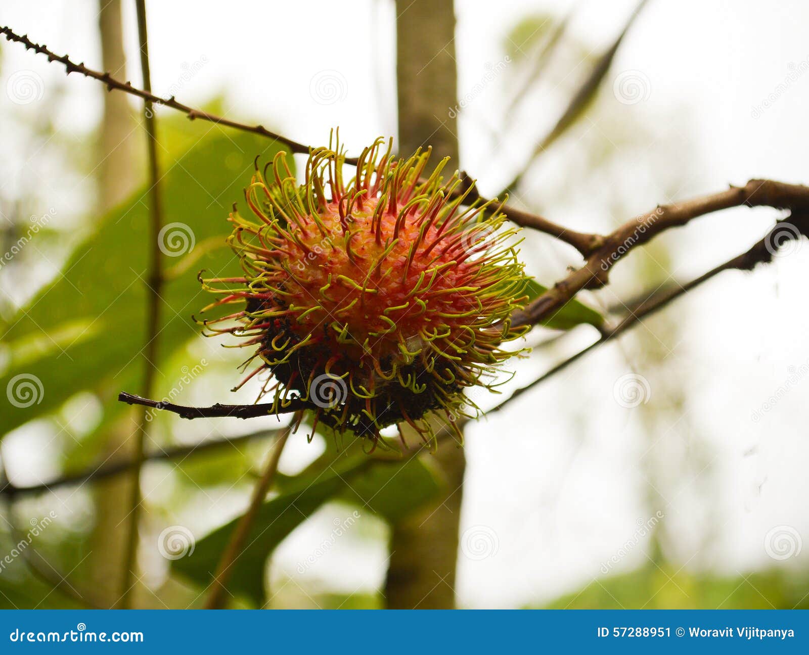 Rambutan on tree stock image. Image of gourmet, delicious - 57288951
