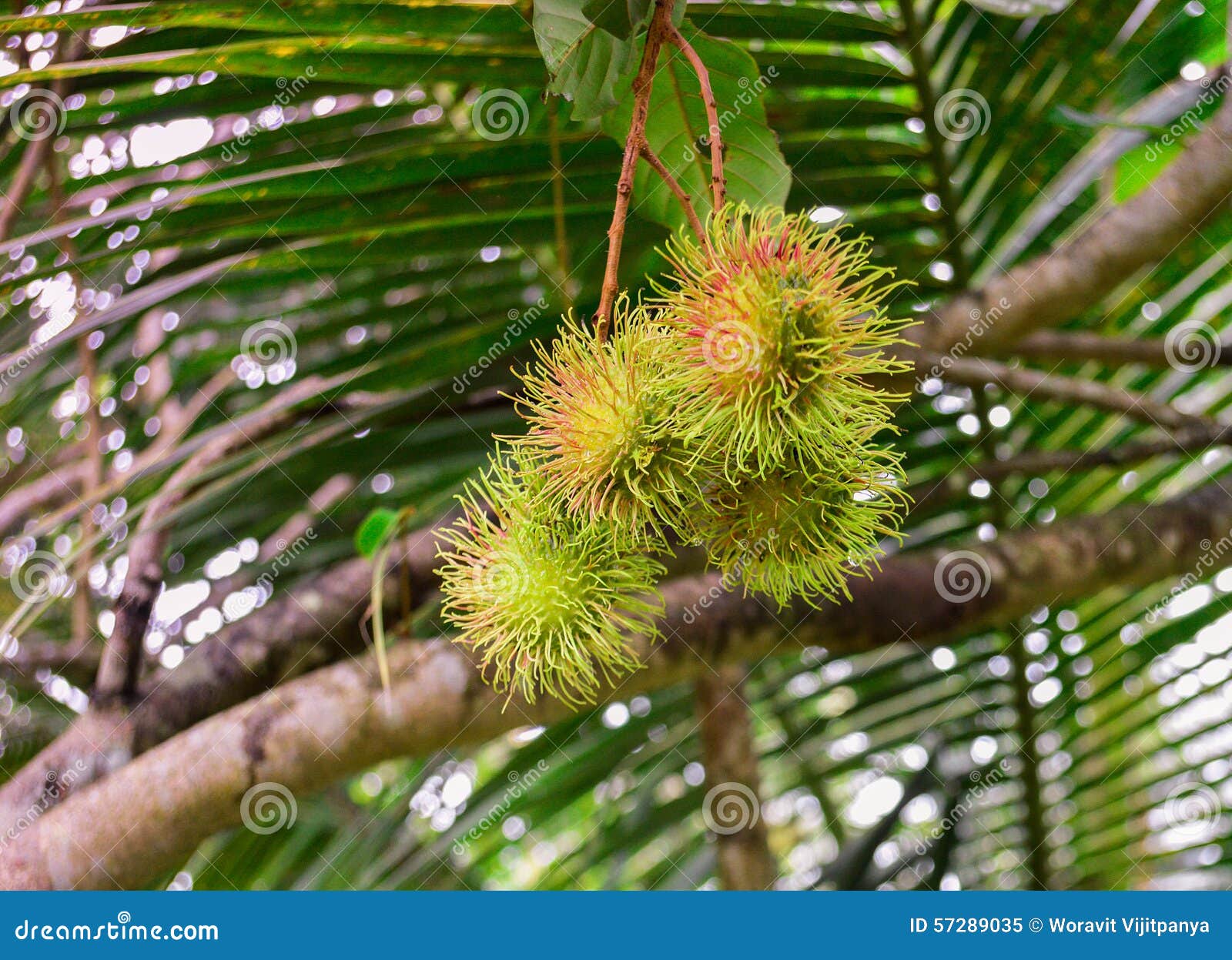 Rambutan on tree stock image. Image of edible, fruit - 57289035