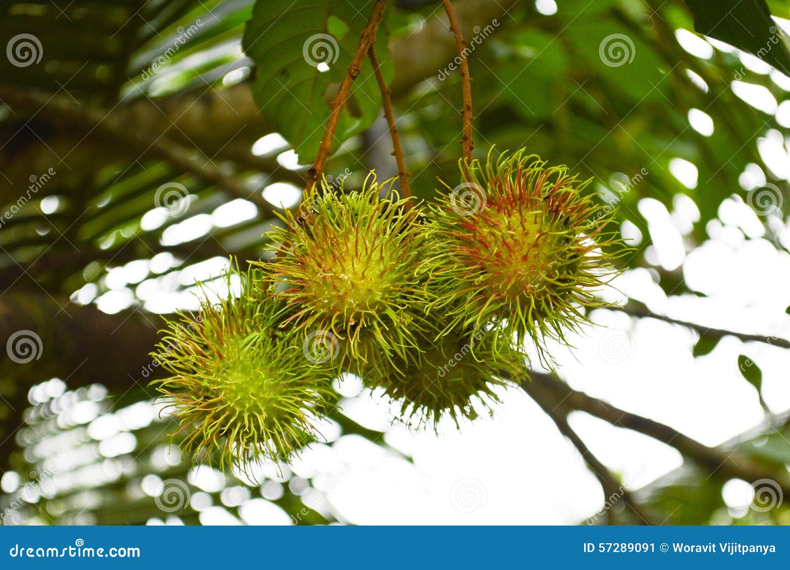 Rambutan on tree stock image. Image of dieting, ingredient - 57289091