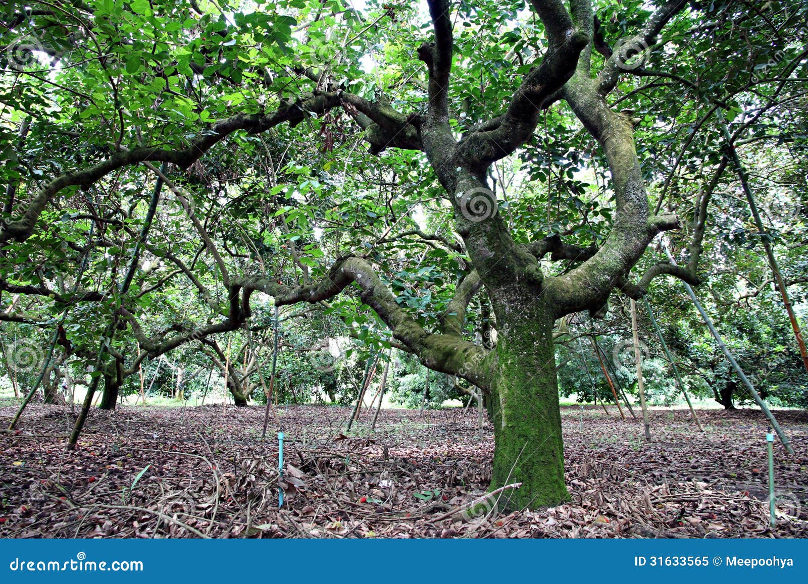 The Rambutan tree. stock image. Image of plant, delicious - 31633565