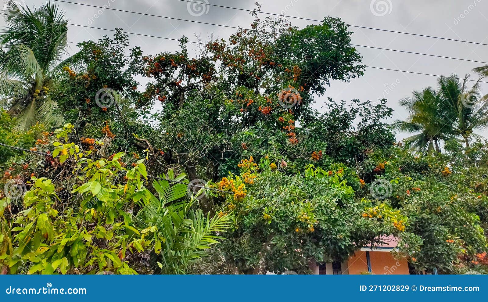 Rambutan Tree In Farm Stock Image | CartoonDealer.com #72575725
