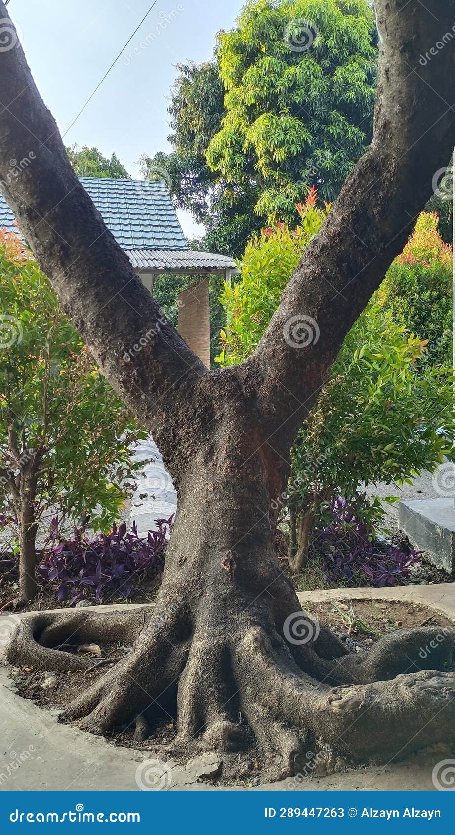 The Rambutan Tree Has a Unique Stem Stock Image - Image of unique ...