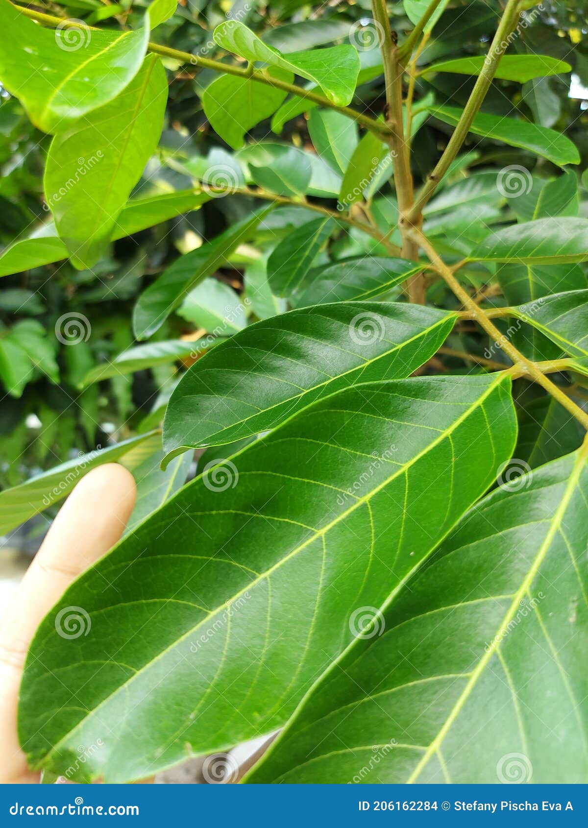 Rambutan Tree Leaves that Look Fresh are Green Stock Photo - Image of ...
