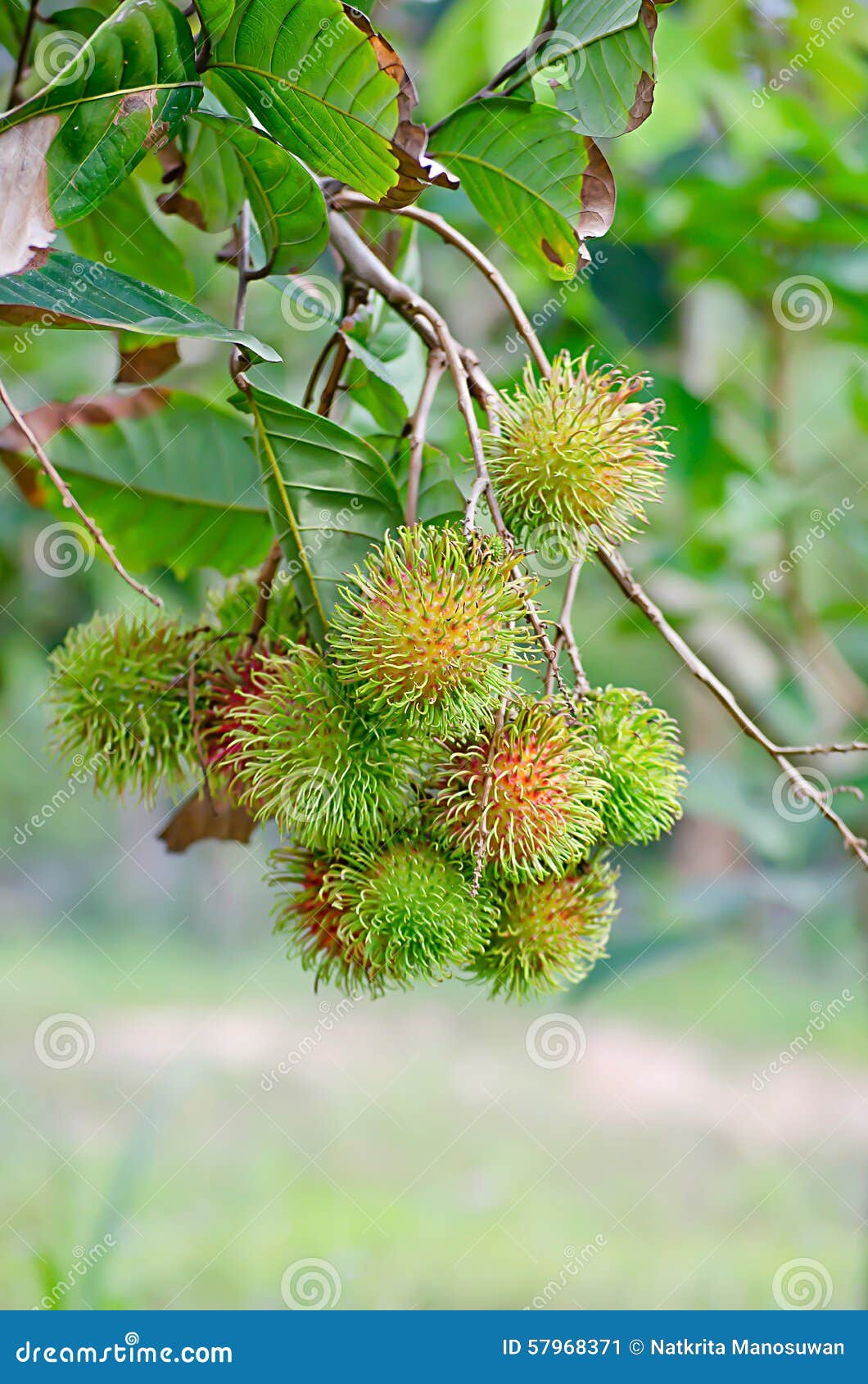 Rambutan on tree stock image. Image of crop, exotic, fresh - 57968371