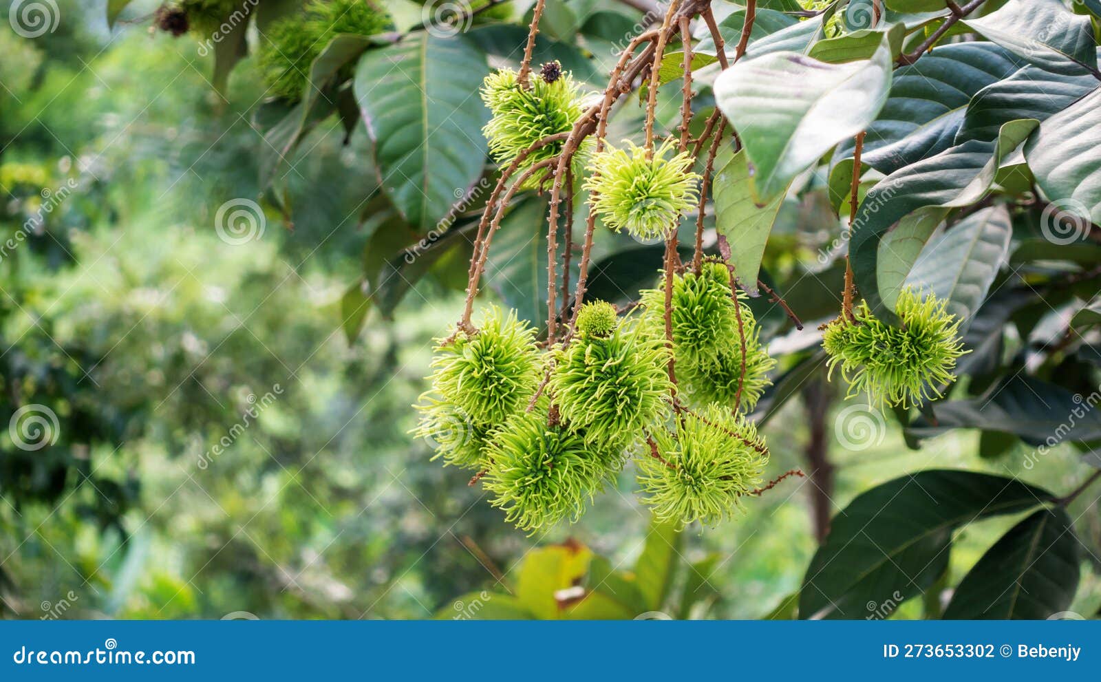 Rambutan Tree in an Orchard Stock Photo - Image of delicious, thai ...
