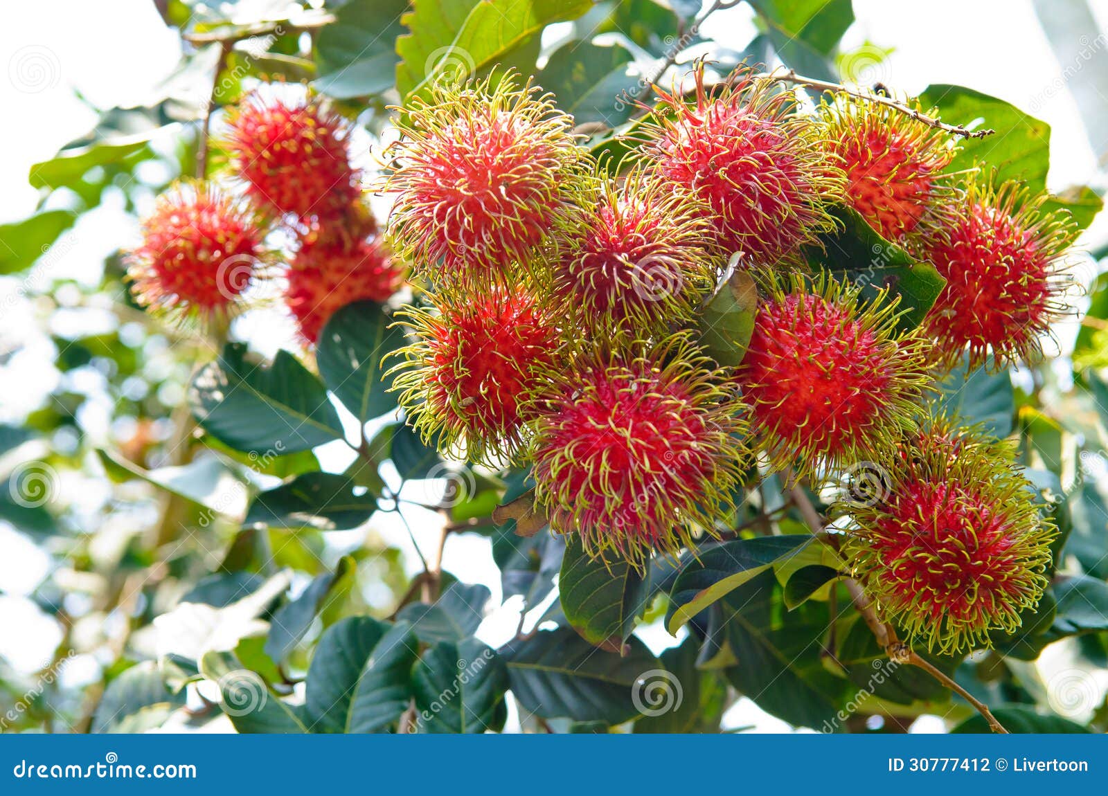 The rambutan on tree stock photo. Image of nutrition - 30777412