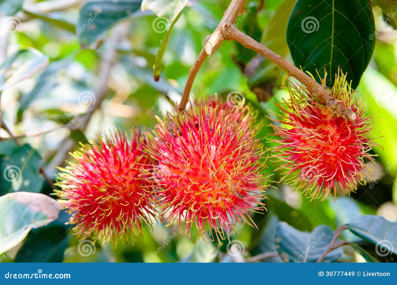The rambutan on tree stock image. Image of crop, asian - 30777449