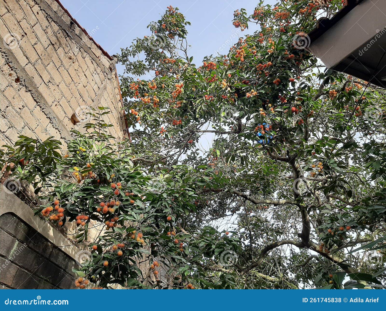 The Rambutan Tree stock photo. Image of leaf, rambutan - 261745838