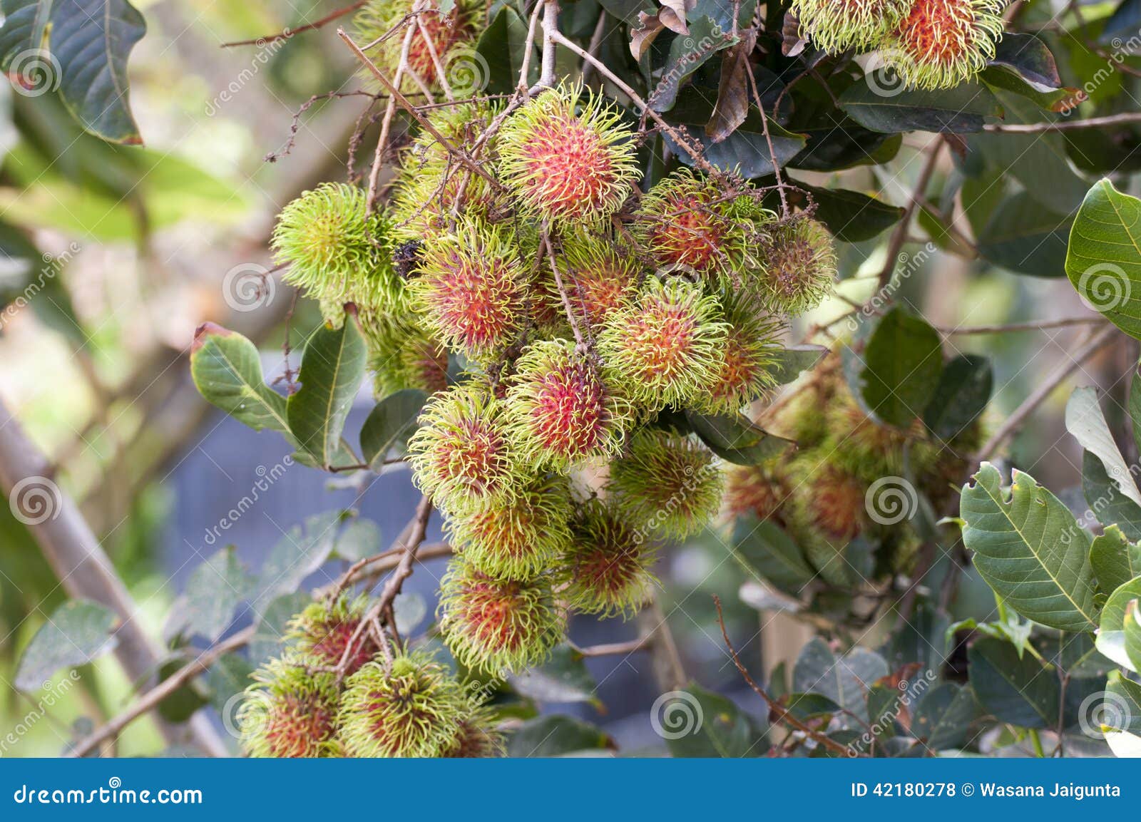 Rambutan on tree stock photo. Image of nutritious, harvest - 42180278