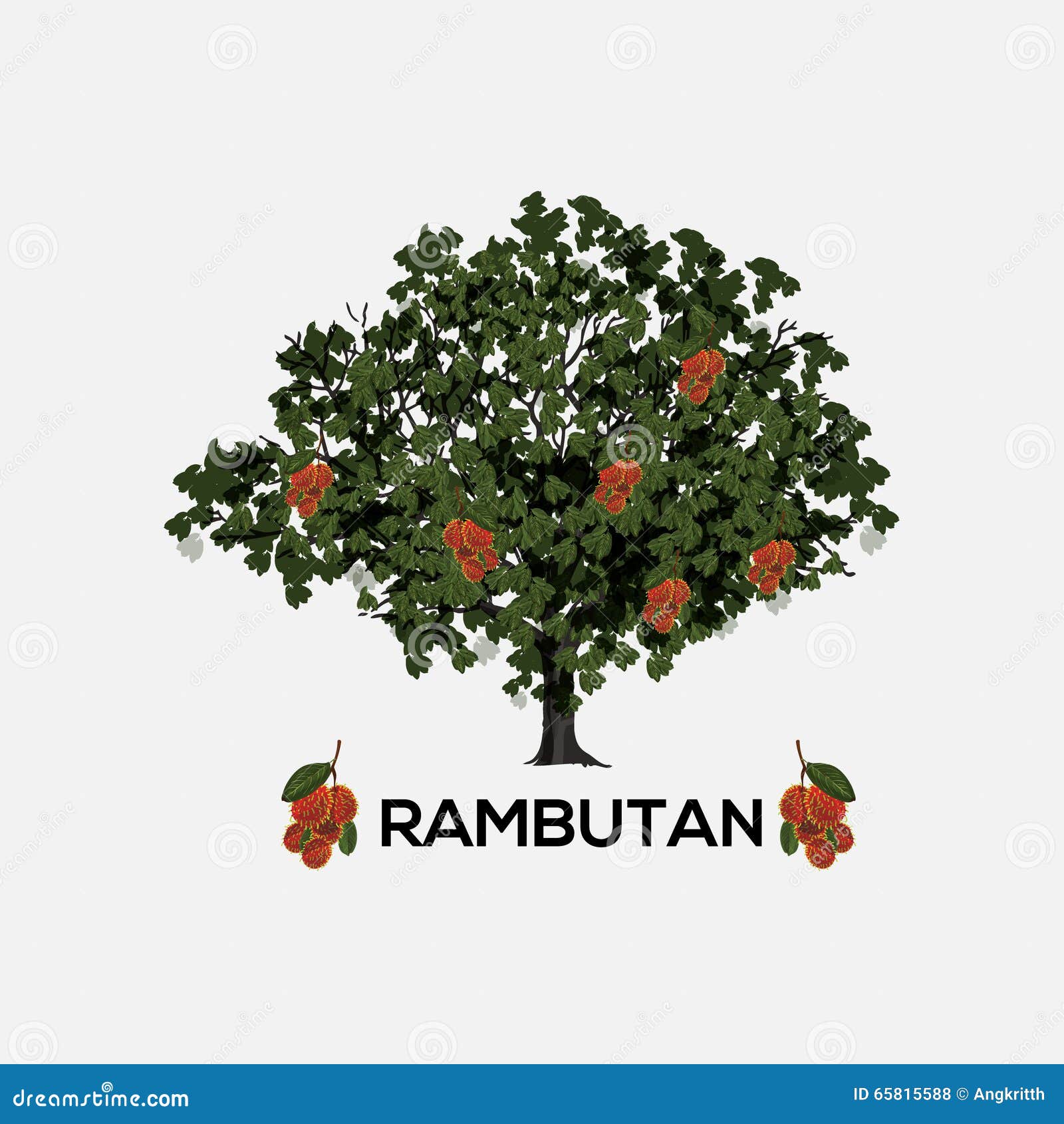Rambutan Aka Hairy Fruit Or Sapindaceae Exotic Fruit From Asian Symbol ...