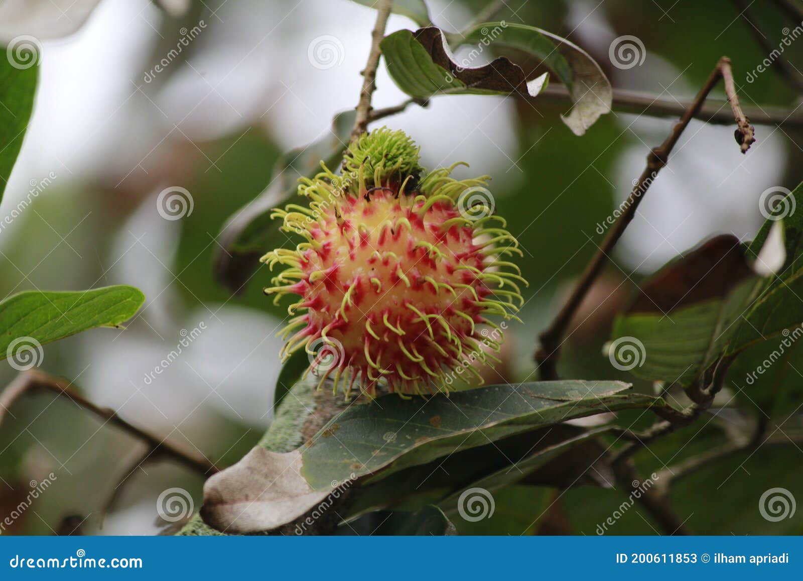 Palembang, South Sumatera, Traditional Fruit in Indonesia Stock Image ...