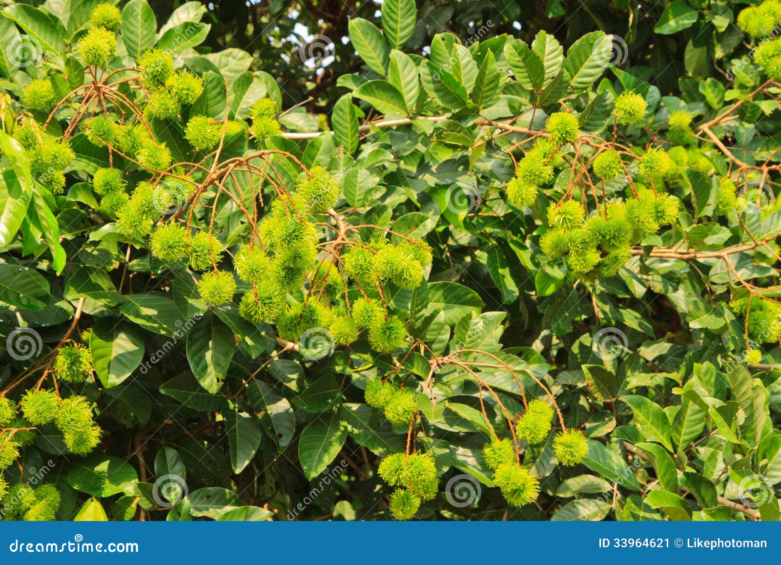 Rambutan tree stock image. Image of vitamins, plant, nephelium - 33964621