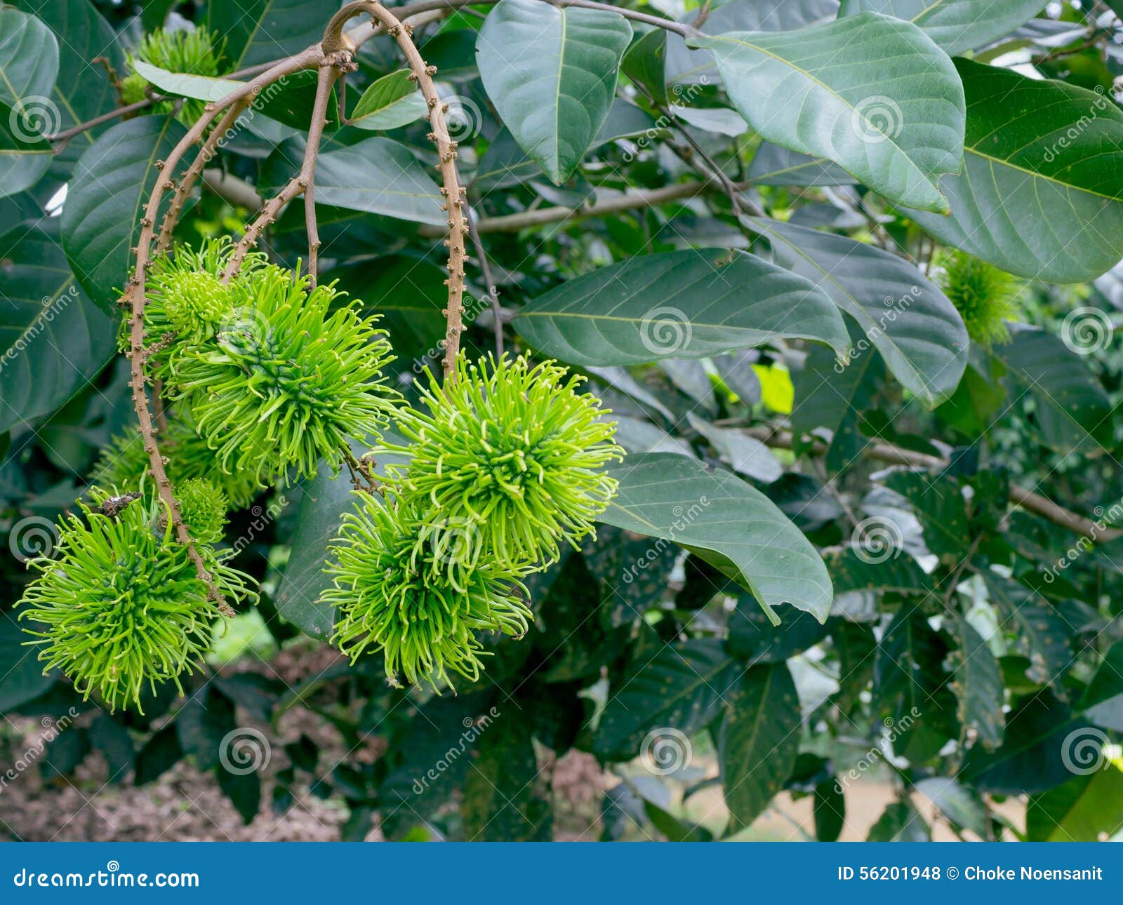 Rambutan on tree stock photo. Image of fruit, seed, fruity - 56201948