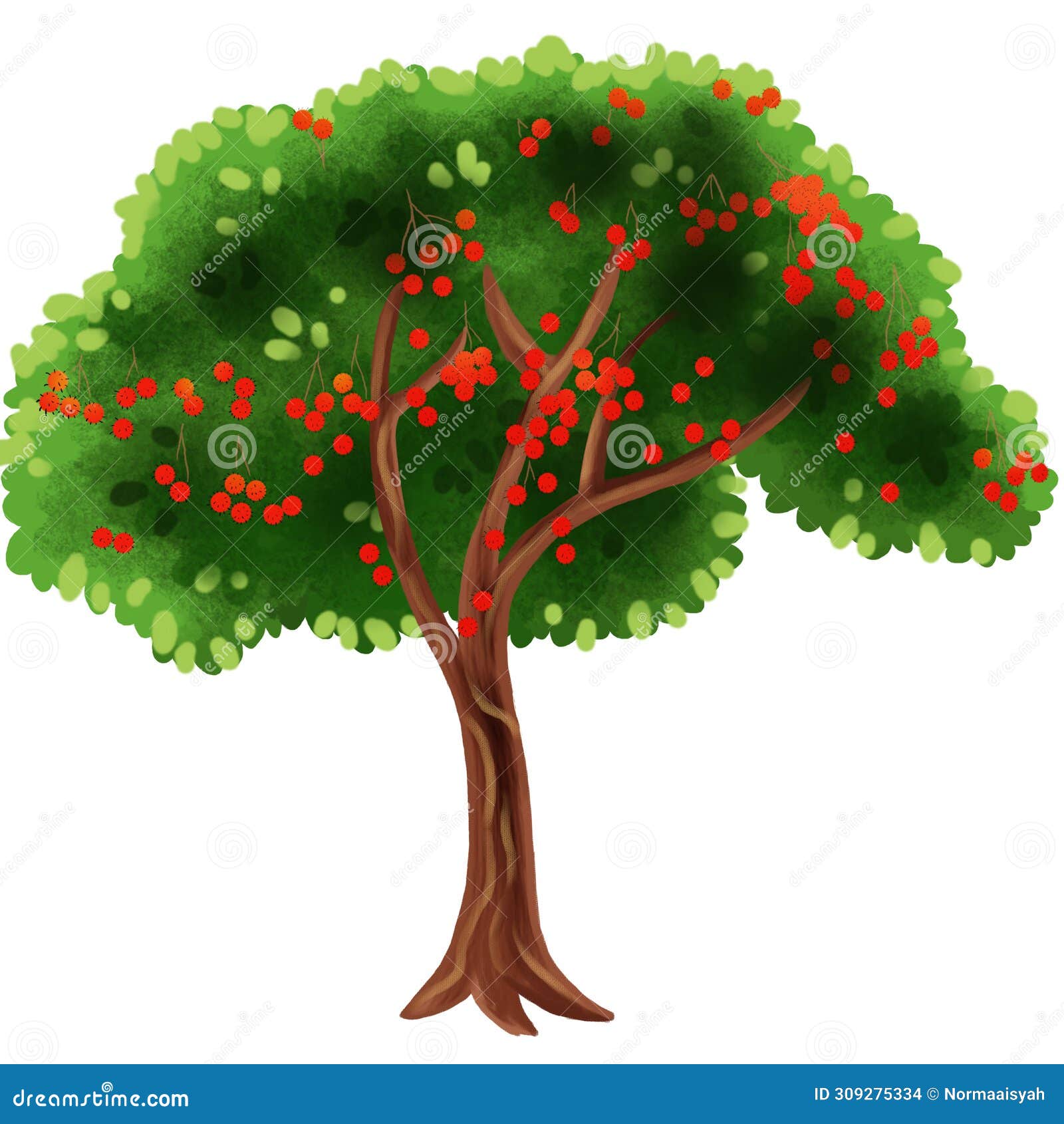 Rambutan Tree Tropical Fruit from Indonesia Bitmap Coloring ...