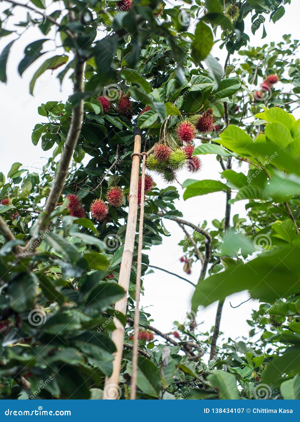 Rambutan Tree, Tropical Fruit Stock Image - Image of hairy, rambutan ...