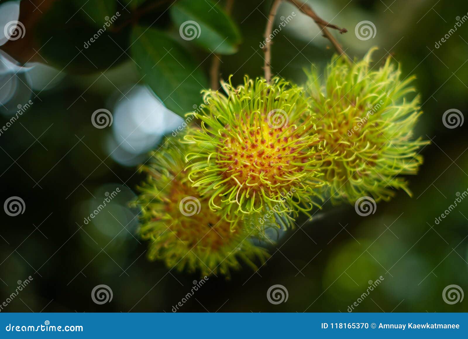 The Rambutan Is On The Tree Stock Photography | CartoonDealer.com ...