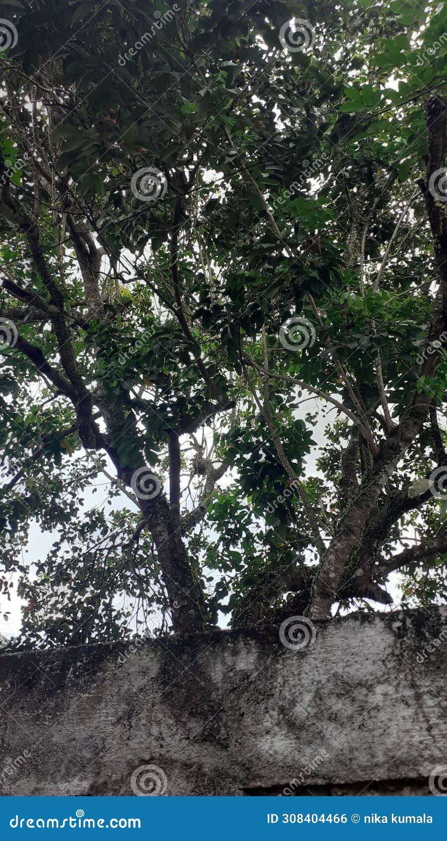 Rambutan Trees Can Grow Big and Very Tall Stock Photo - Image of trees ...
