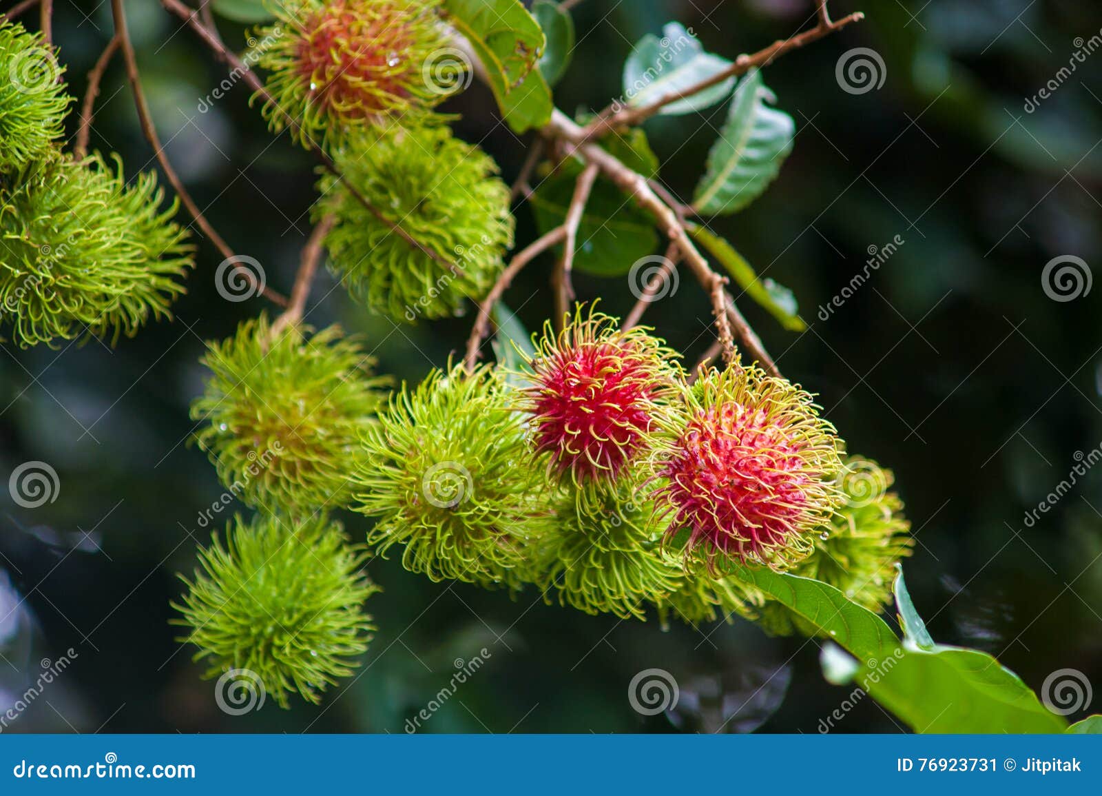 Rambutan a Tropical Fruit stock image. Image of fruit - 76923731