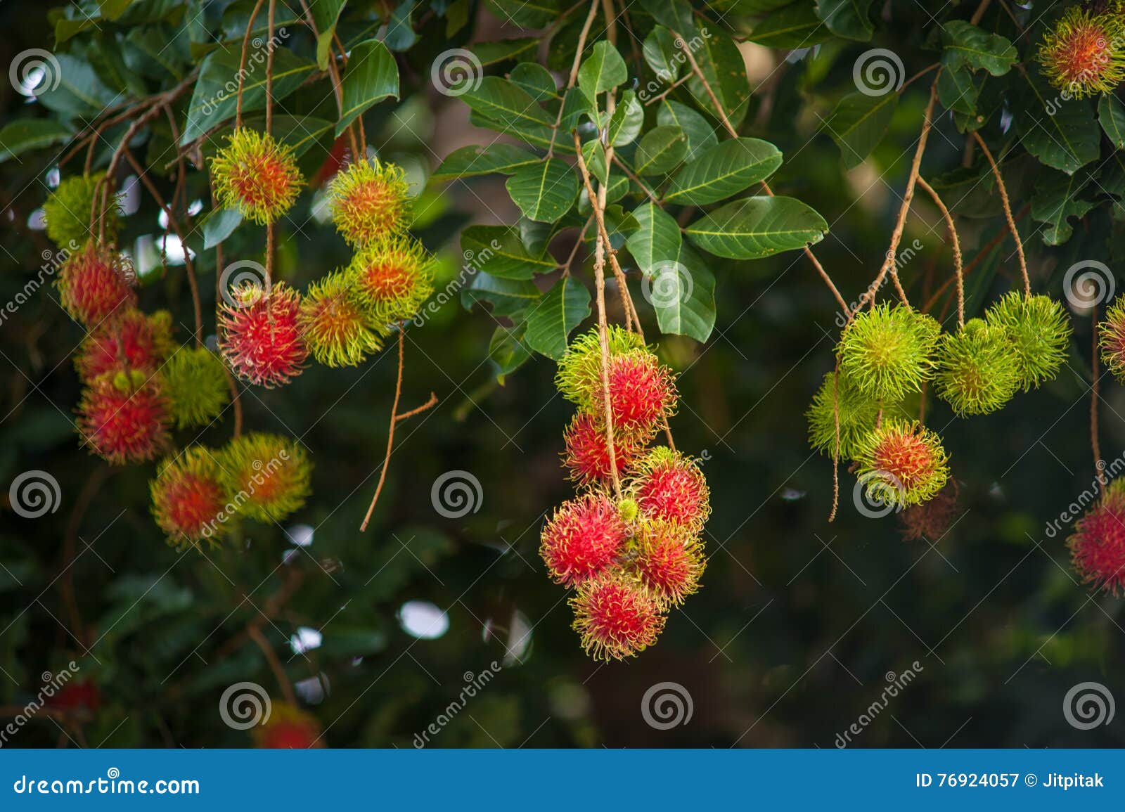 Rambutan a Tropical Fruit stock image. Image of asian - 76924057