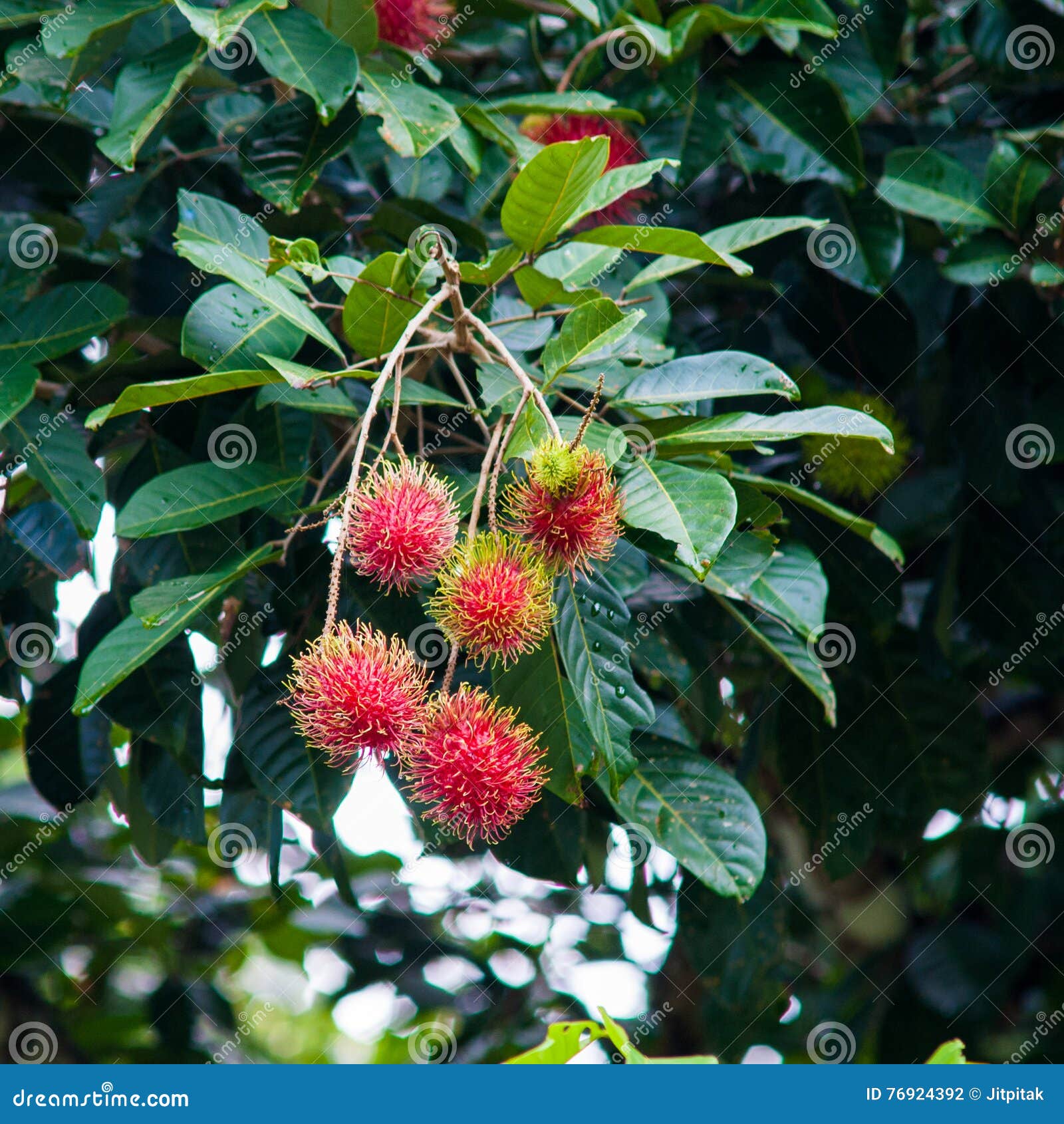Rambutan a Tropical Fruit stock photo. Image of nature - 76924392