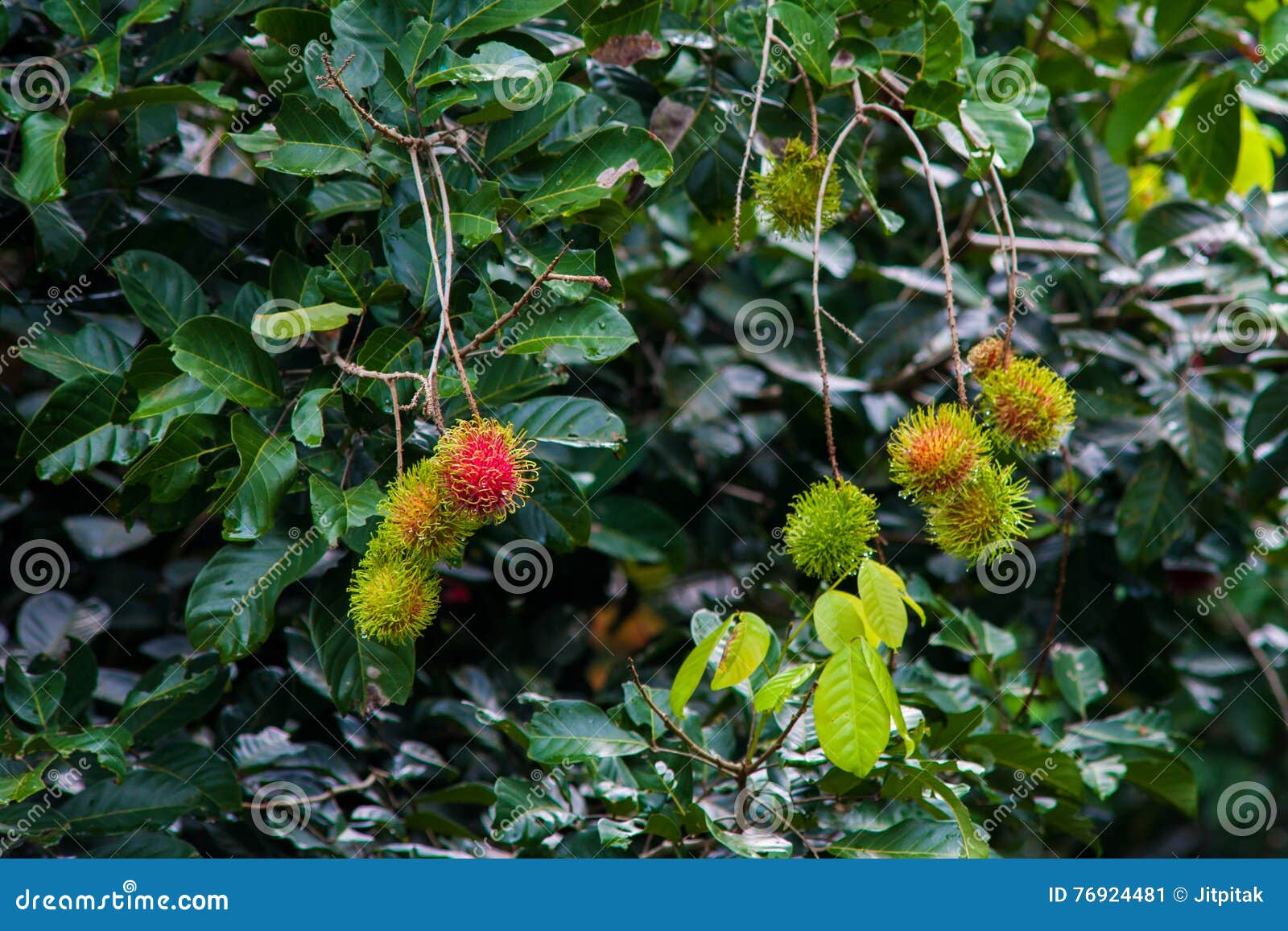 Rambutan a Tropical Fruit stock image. Image of delicious - 76924481