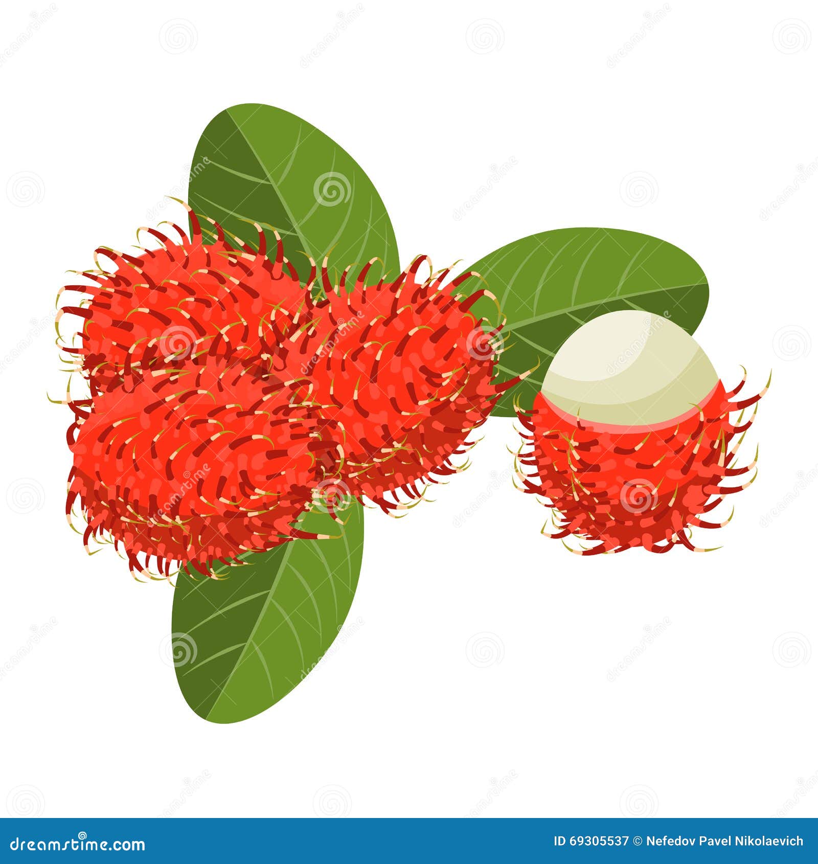 Rambutan Vector Illustration on White Background. Stock Vector ...
