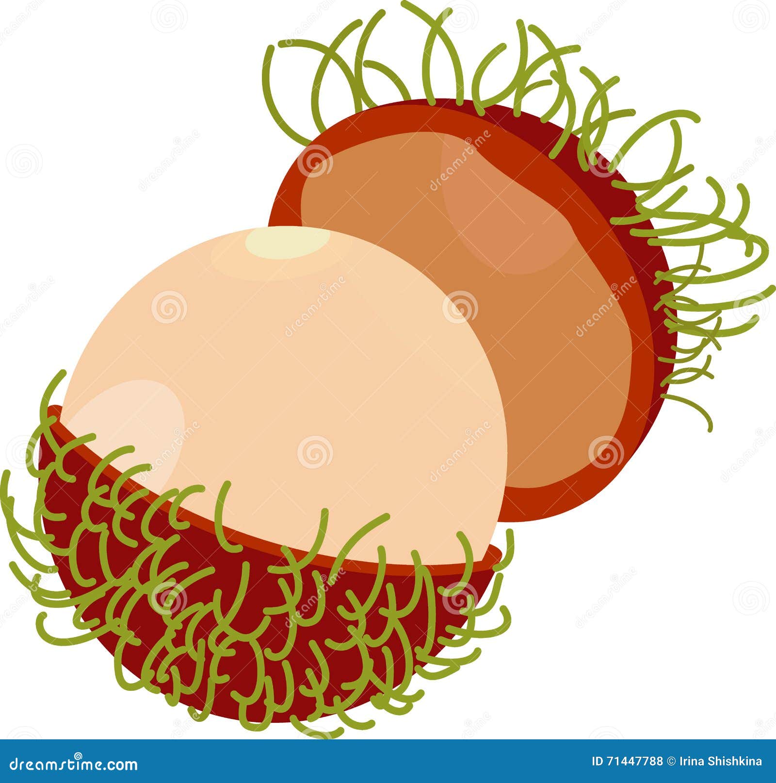 Rambutan Vector Illustration Isolated On White Background. Juicy ...