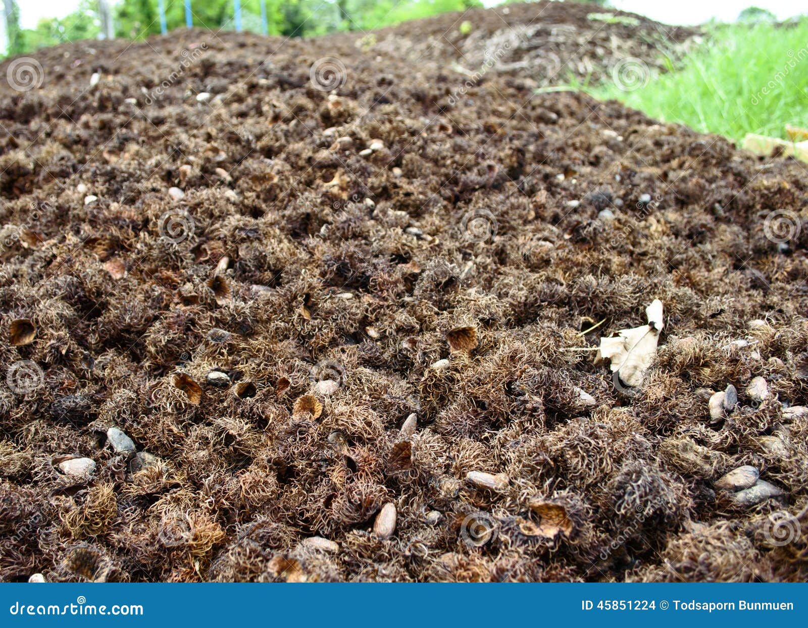 Rambutans dry shell stock photo. Image of shell, fruit - 45851224