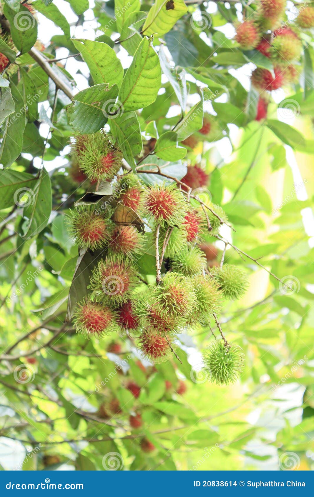 Rambutans on trees stock photo. Image of high, crowded - 20838614