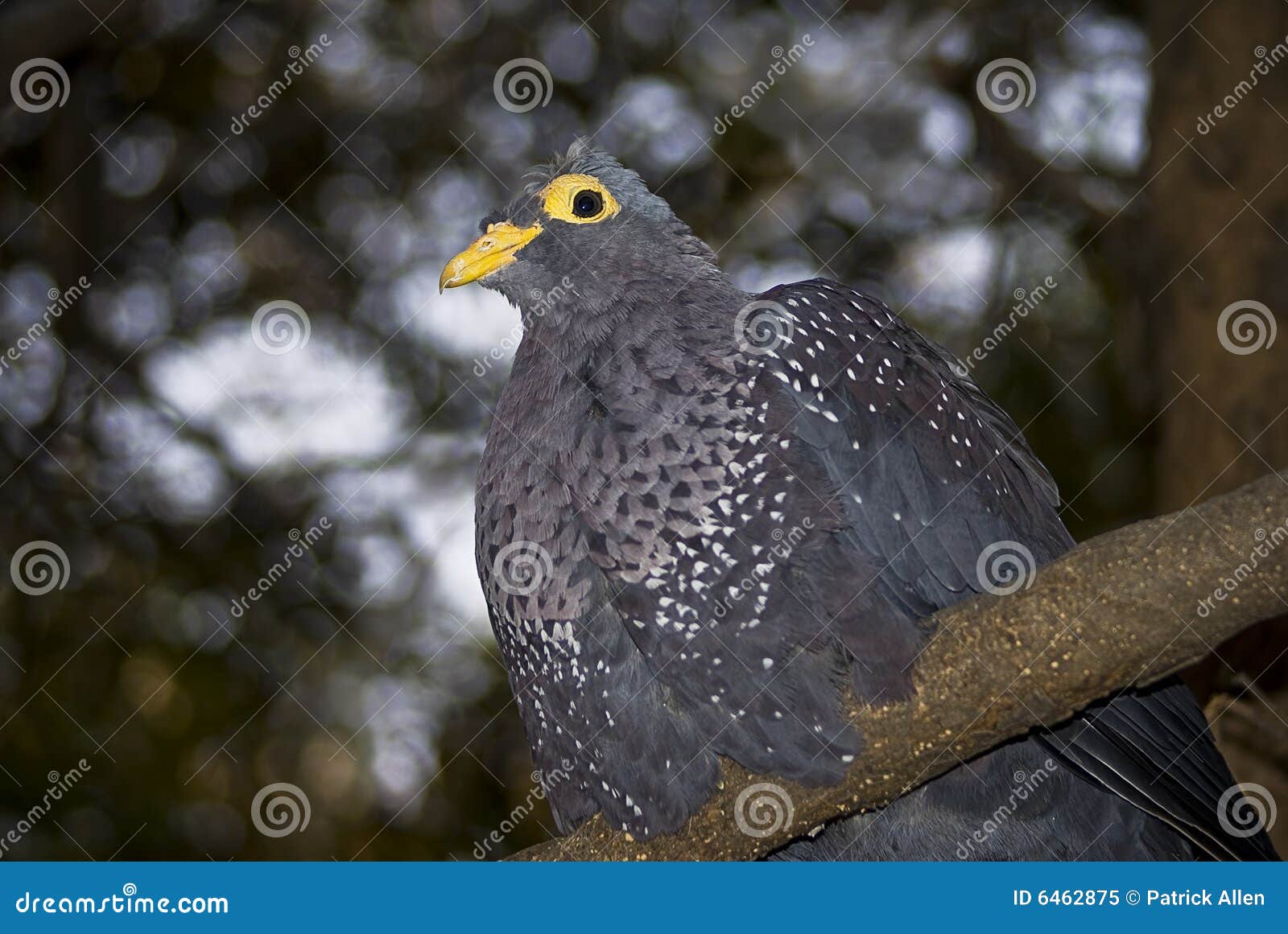 Rameron Pigeon stock image. Image of african, ratmandude - 6462875