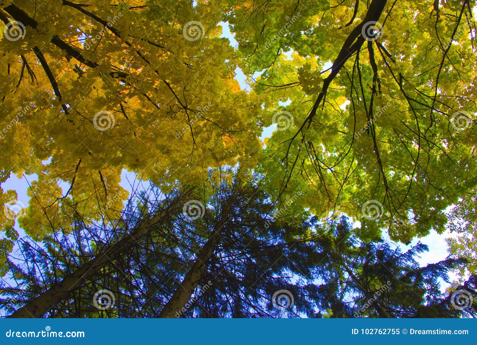 Rami Degli Alberi Nel Cielo Immagine Stock - Immagine di alberi, bosco ...