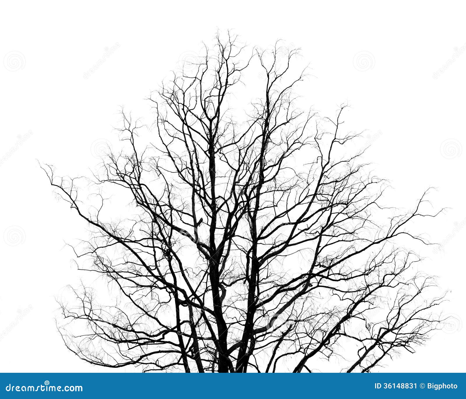 Rami dell'albero morto immagine stock. Immagine di nero - 36148831