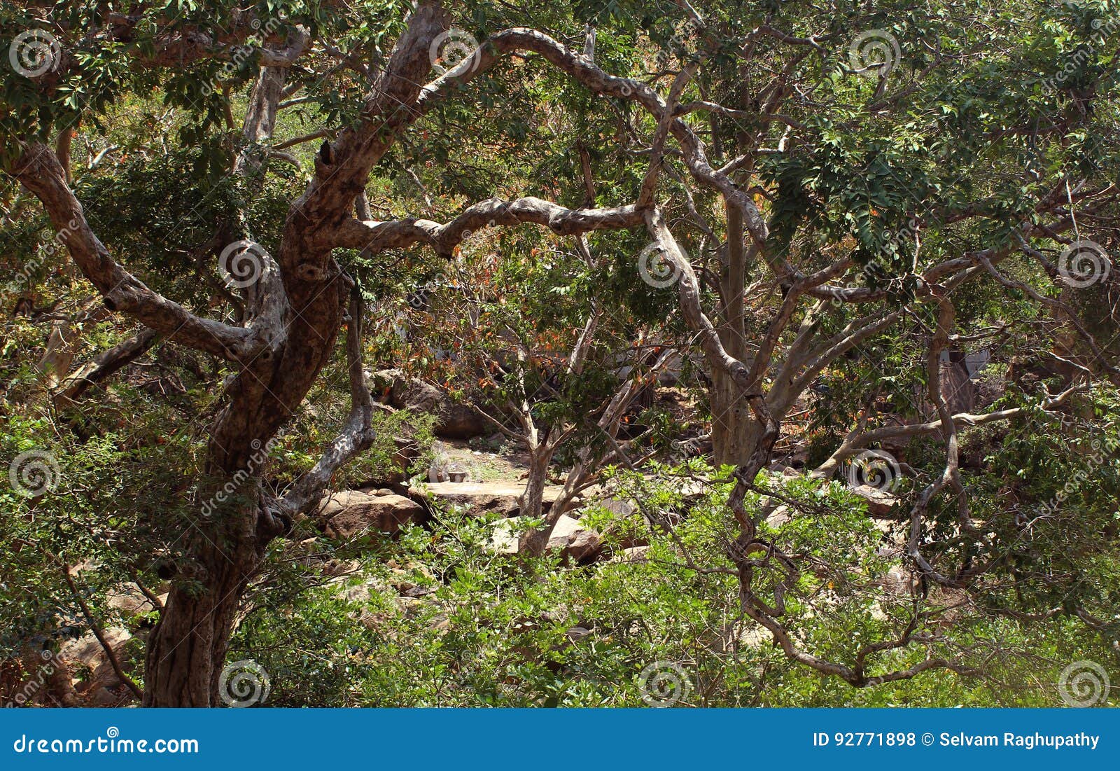 Rami di albero curvi fotografia stock. Immagine di bello - 92771898