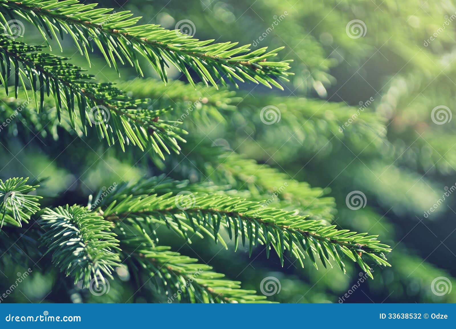 Rami di albero dell'abete fotografia stock. Immagine di aperto - 33638532