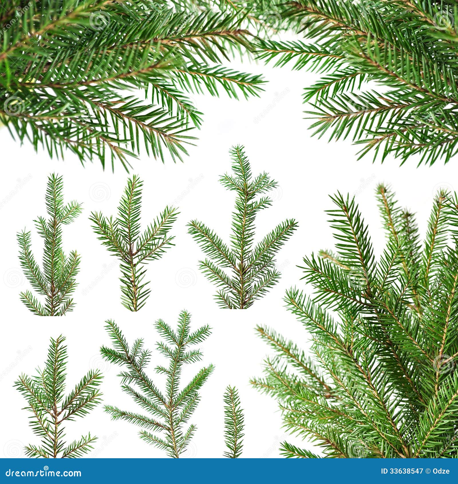 Rami di albero dell'abete immagine stock. Immagine di pino - 33638547