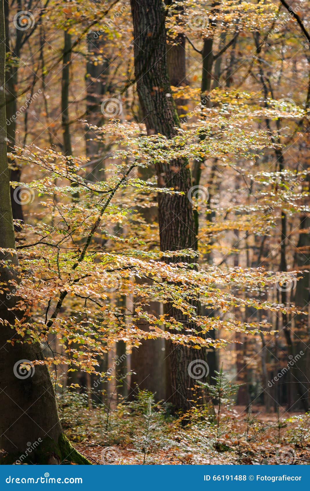 Rami Di Albero O Ramoscelli in Autunno Fotografia Stock - Immagine di ...