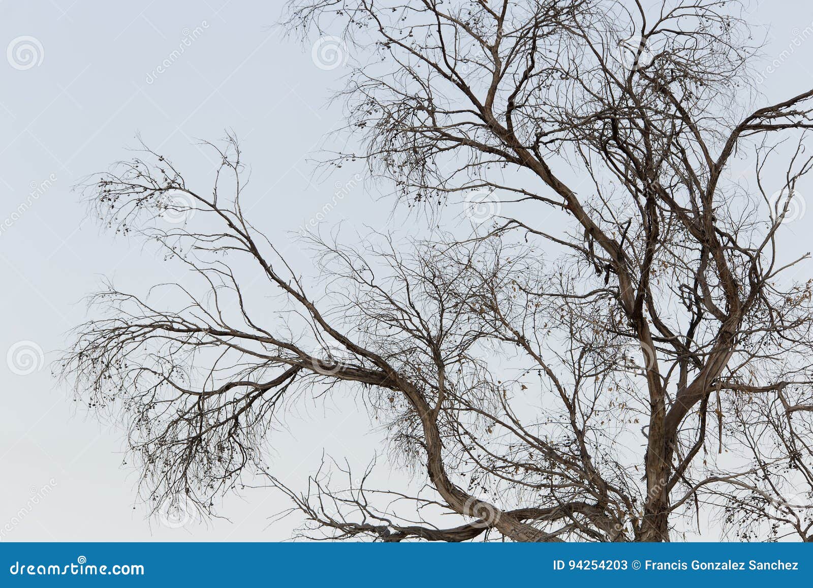 Rami di grande albero immagine stock. Immagine di alto - 94254203