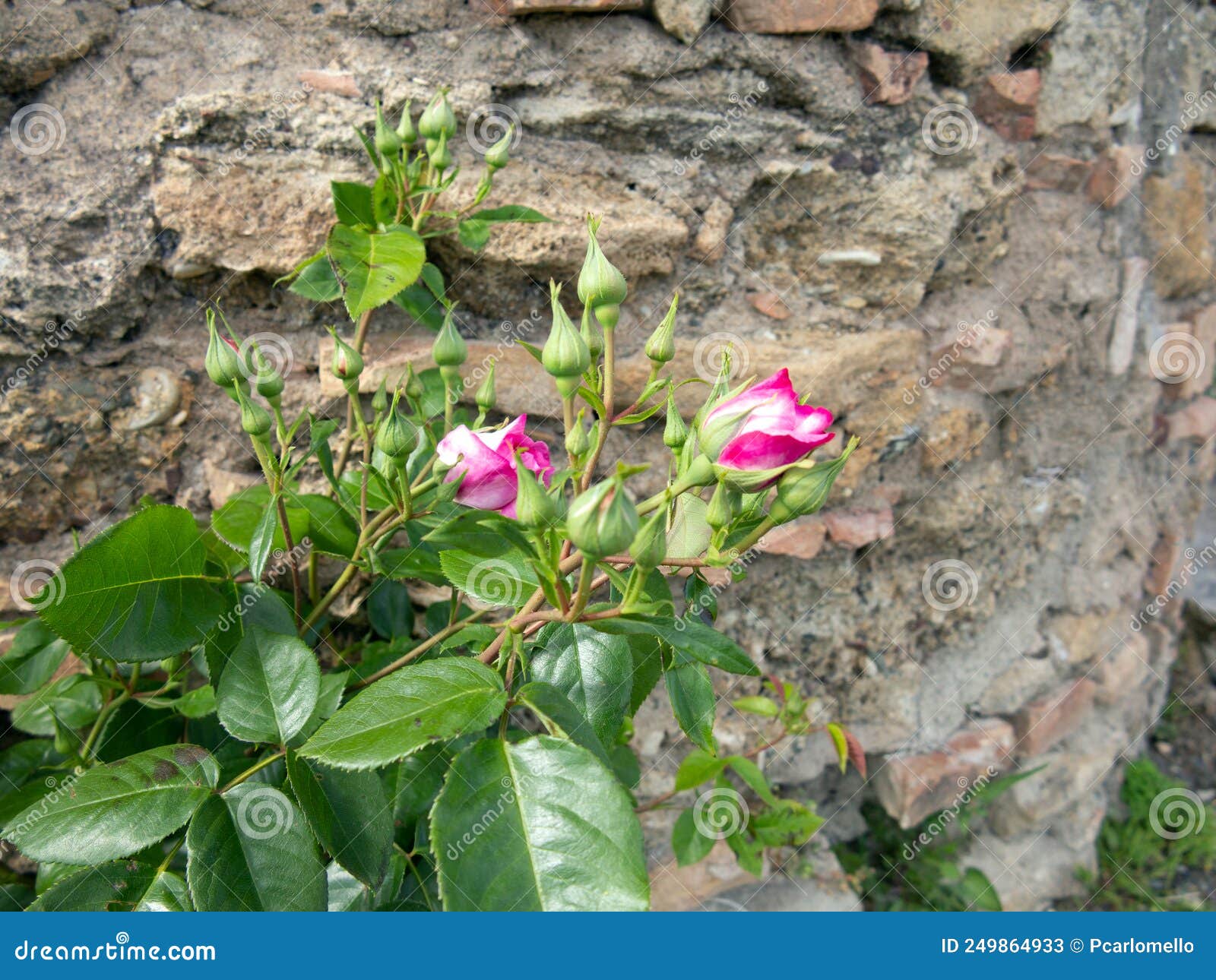 Pink Rose Branches on Stone Wall Stock Image - Image of tuscany, color ...