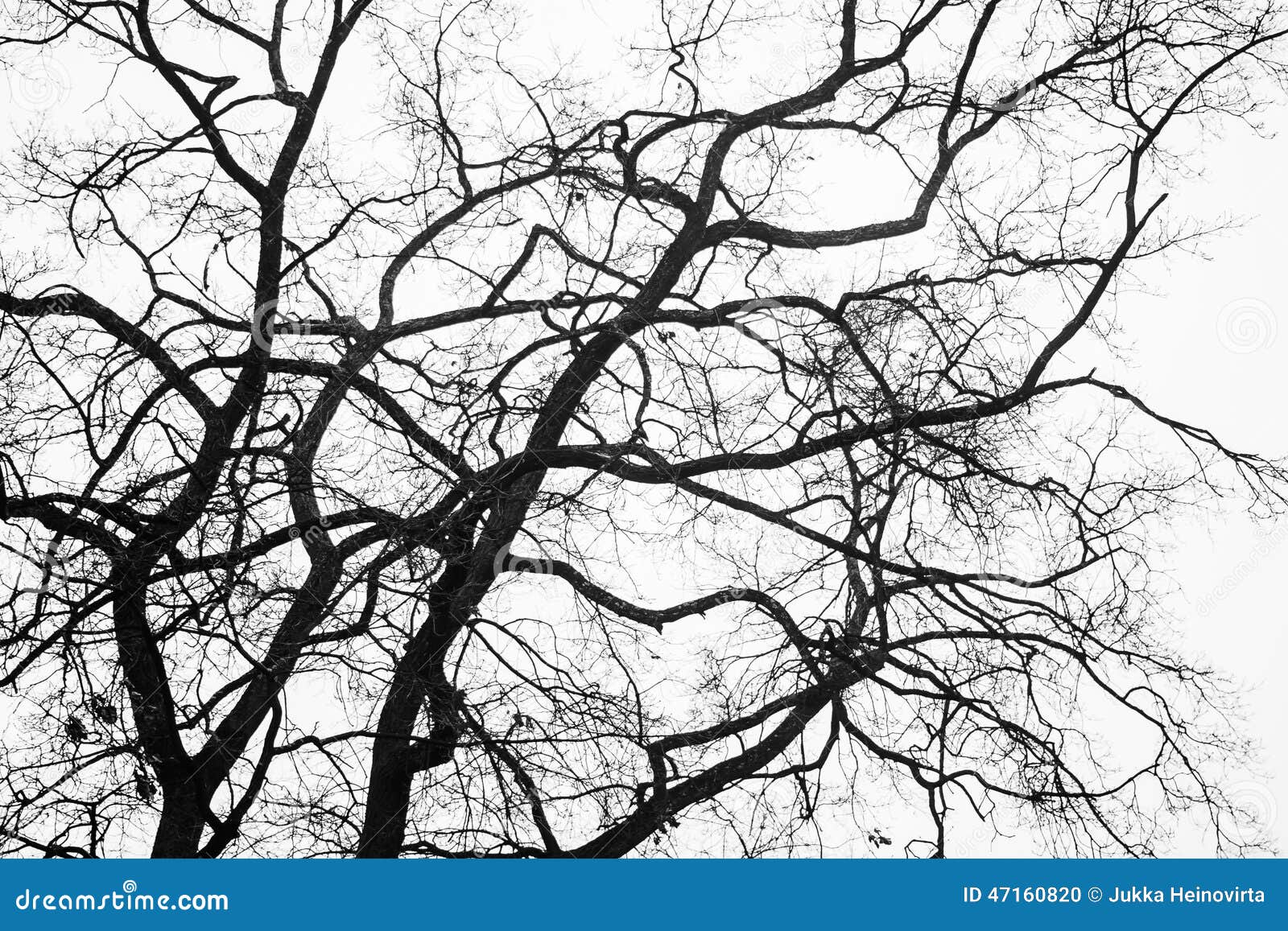 Rami Di Un Albero Di Inverno Fotografia Stock - Immagine di semplicità ...