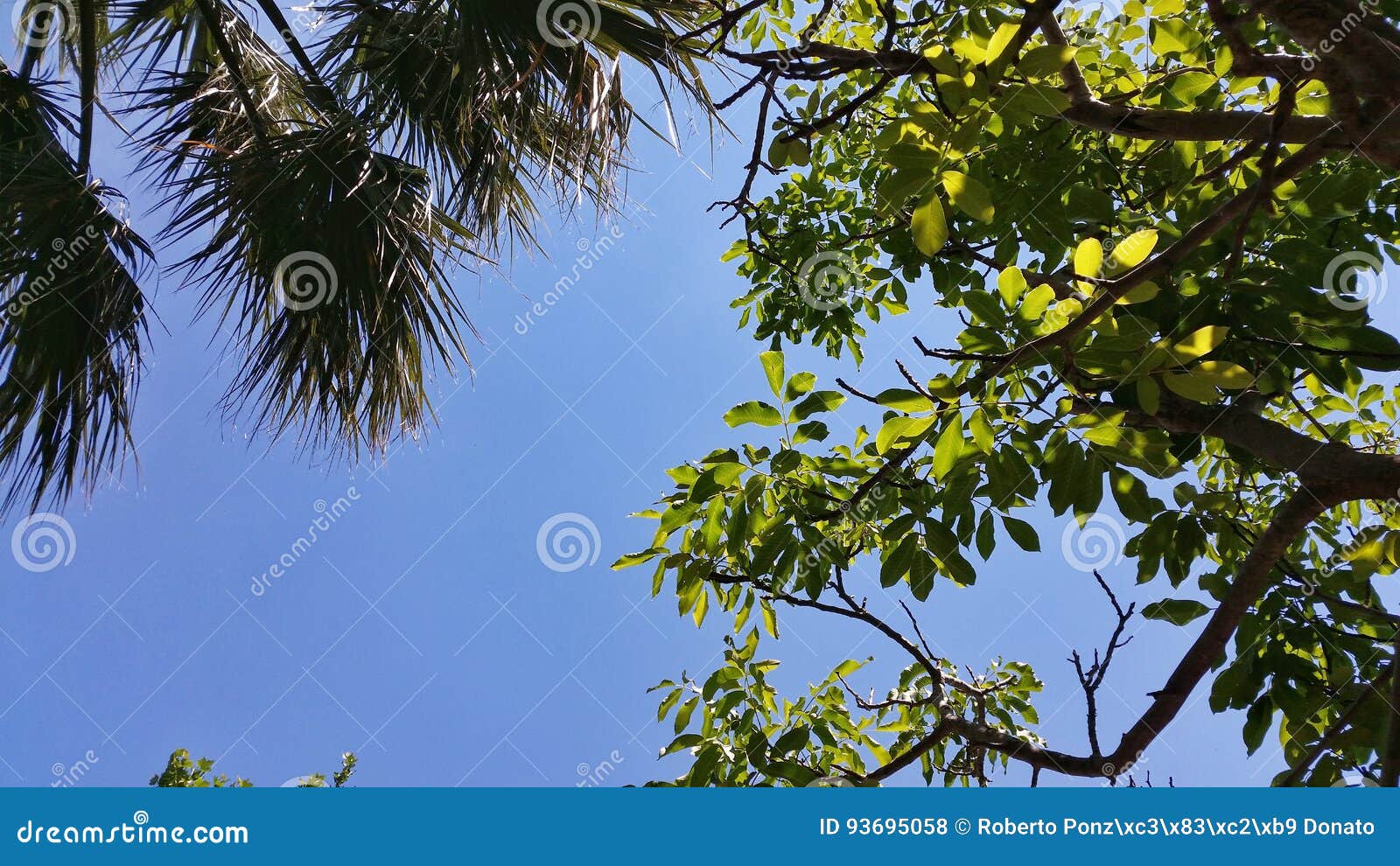 Rami E Foglie Nel Cielo Blu Fotografia Stock - Immagine di soleggiato ...