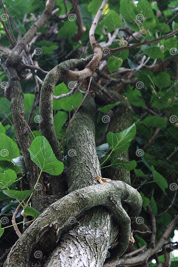 Rami intrecciati immagine stock. Immagine di botanico - 35234365