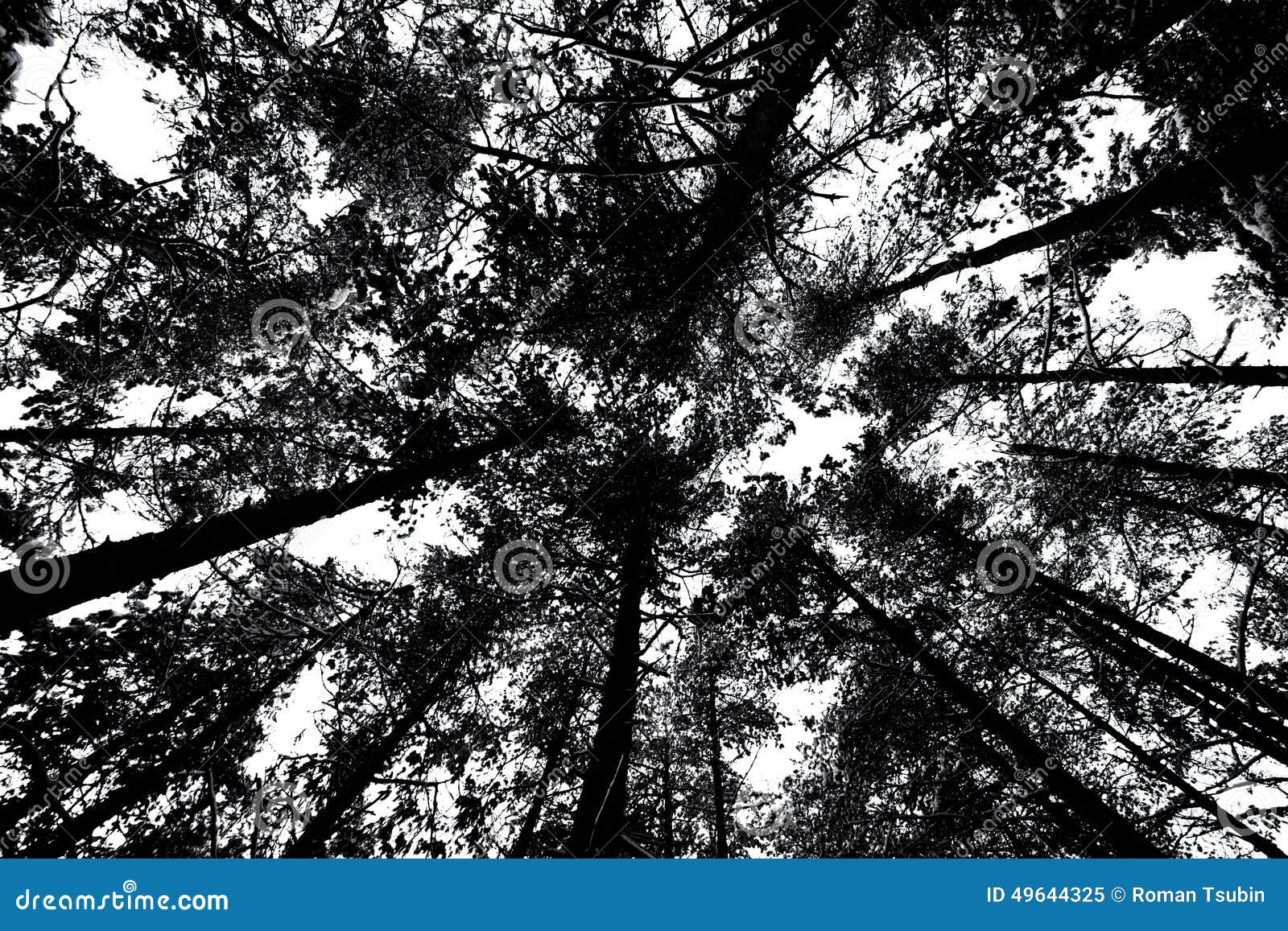 Rami Nudi Degli Alberi in Bianco E Nero Immagine Stock - Immagine di ...