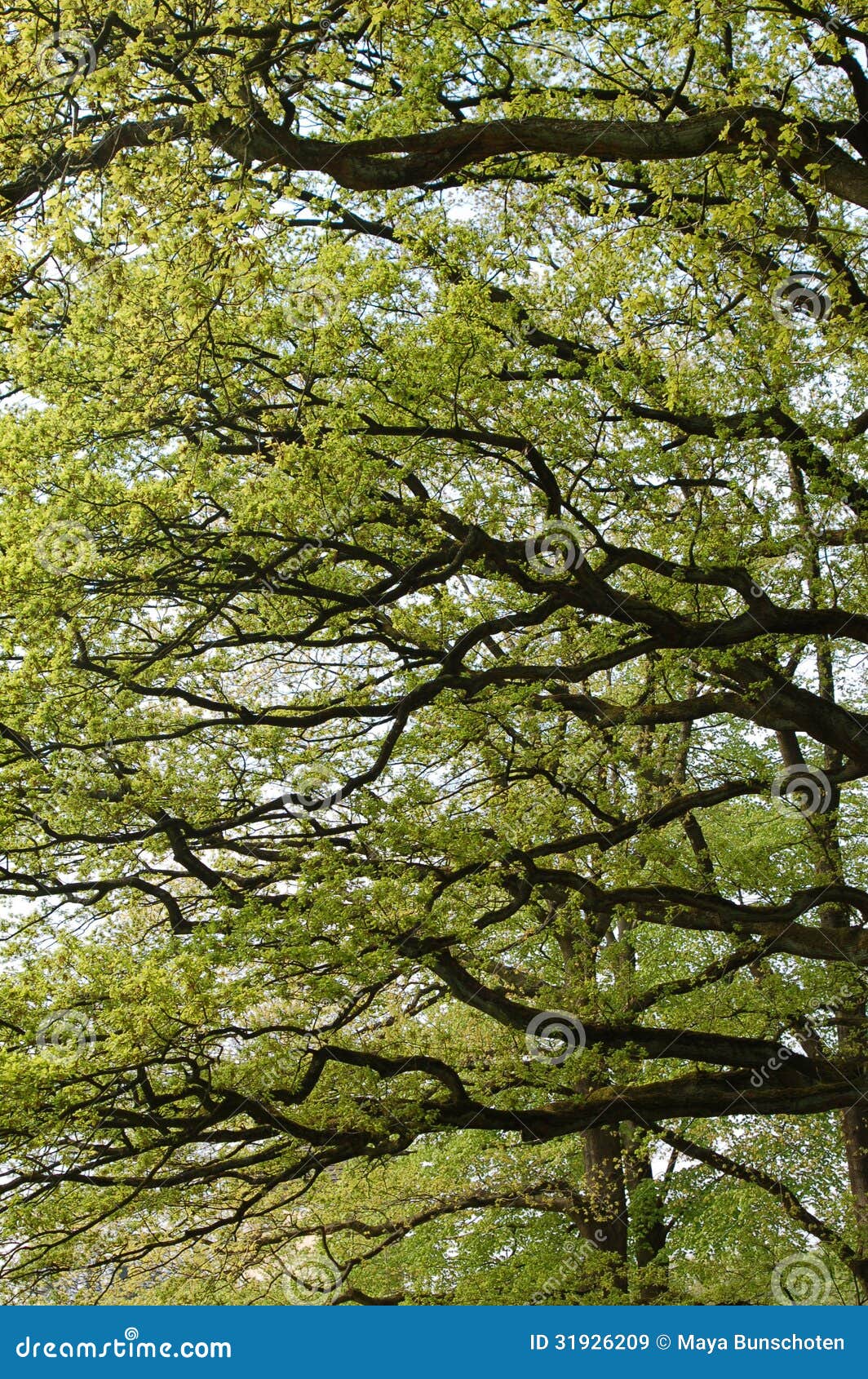 Rami Orizzontali Degli Alberi Immagine Stock - Immagine di bellezza ...