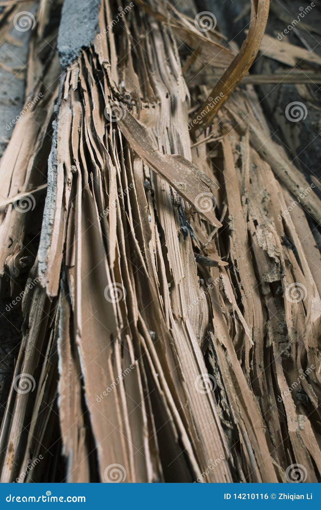 Rami secchi fotografia stock. Immagine di danni, mangi - 14210116