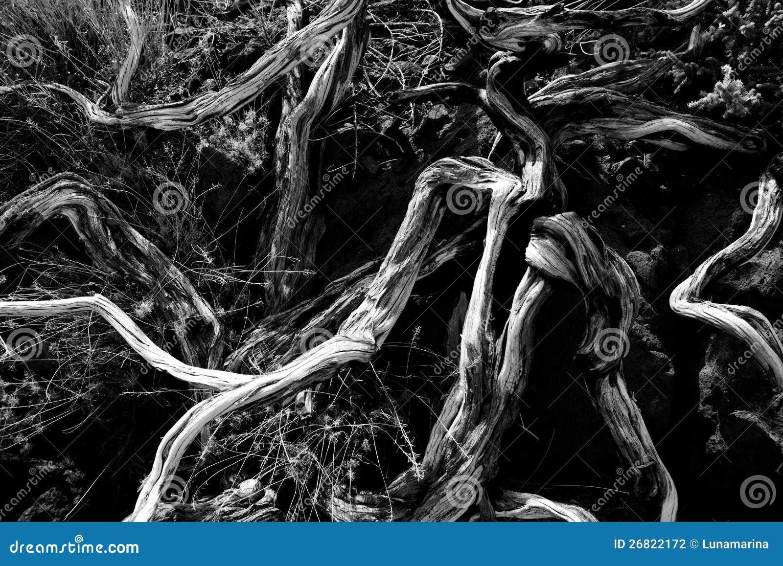 Rami Secchi in Palma Caldera De Taburiente Della La Fotografia Stock ...