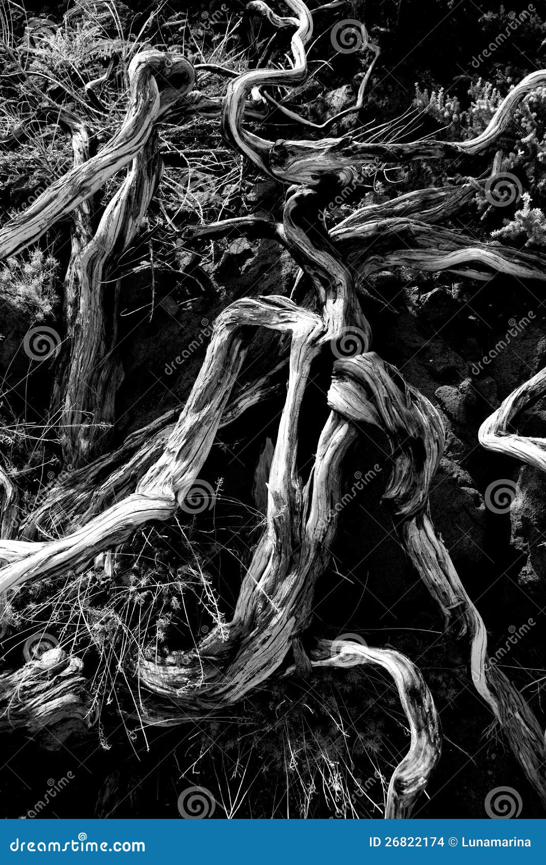 Rami Secchi in Palma Caldera De Taburiente Della La Fotografia Stock ...