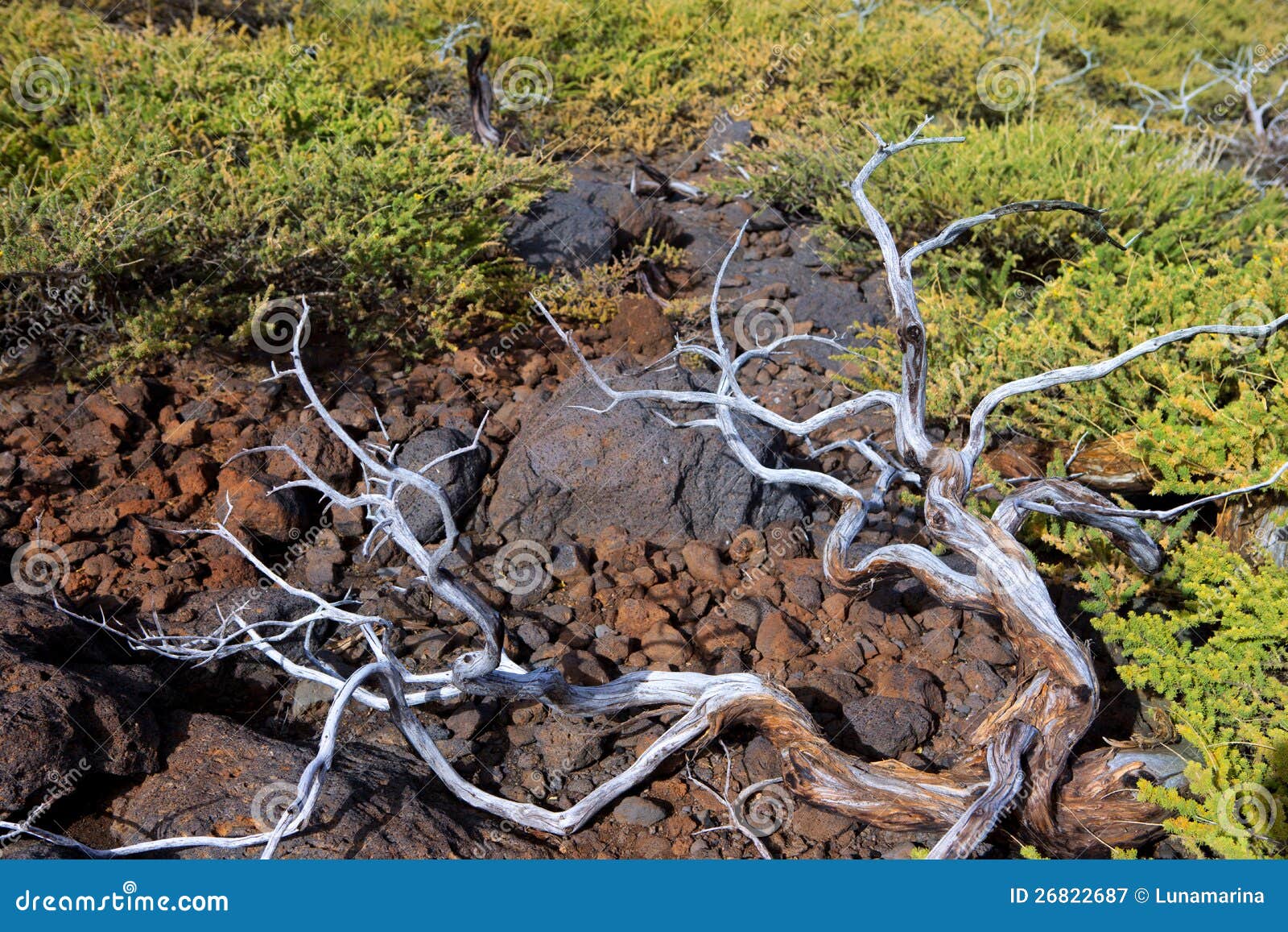 Rami Secchi in Palma Caldera De Taburiente Della La Immagine Stock ...