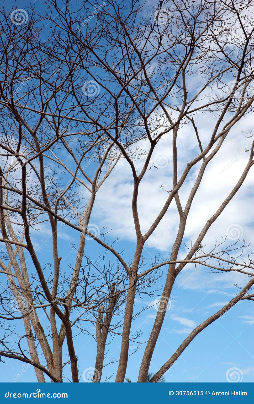 Rami Secchi Su Un Grande Albero Immagine Stock - Immagine di floreale ...